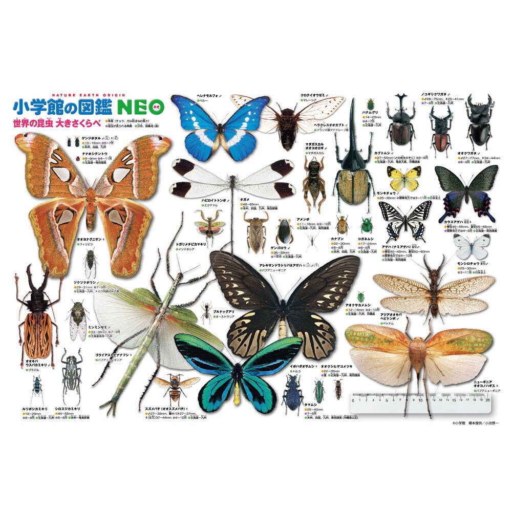 Insects Size Comparison Jigsaw Puzzle - Tokyo Otaku Mode (TOM)