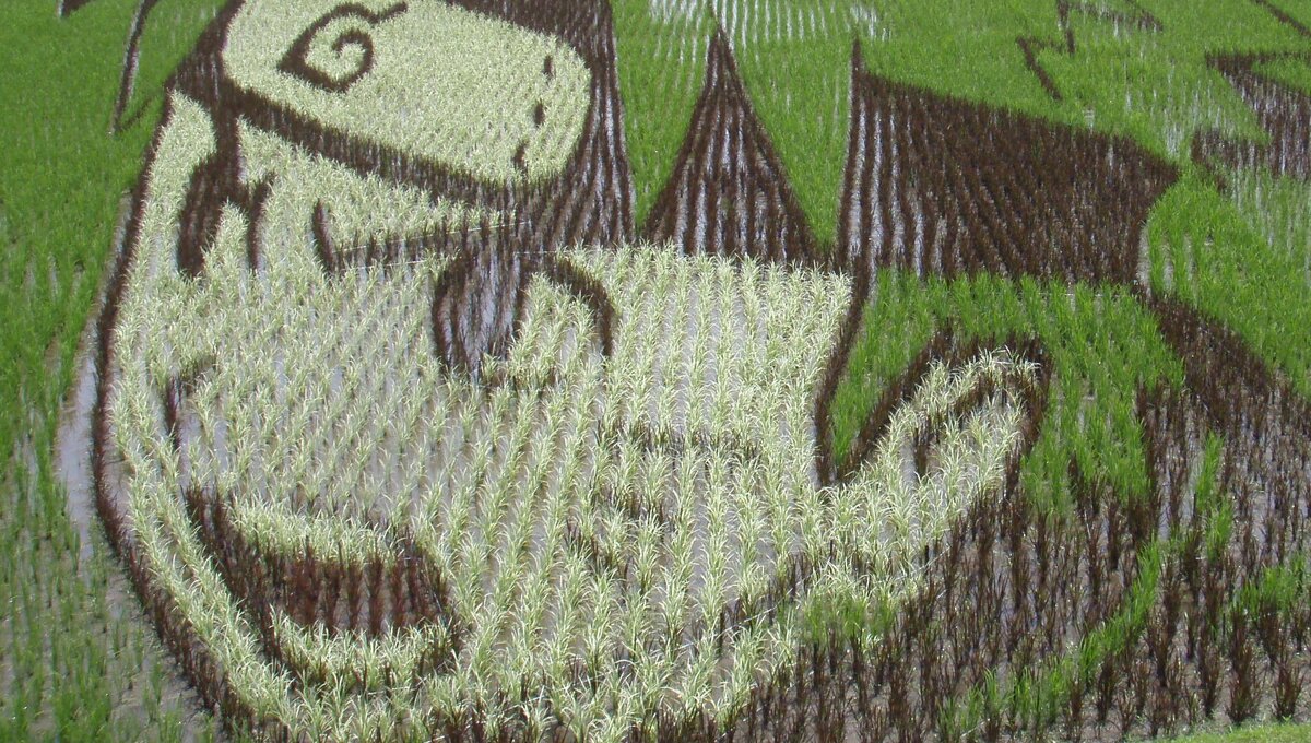 A Huge Naruto Appears! Amazing Rice Field Art. | Featured News | Tokyo ...