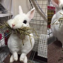 Adorably derpy bunny melts even the most frigid hearts on Japanese ...
