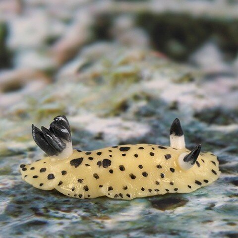 Sea Slug Mini Figure Collection - Tokyo Otaku Mode (TOM)