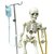 Posable Skeleton Accessory - Hospital Set: Re-Ment - Tokyo Otaku Mode (TOM)