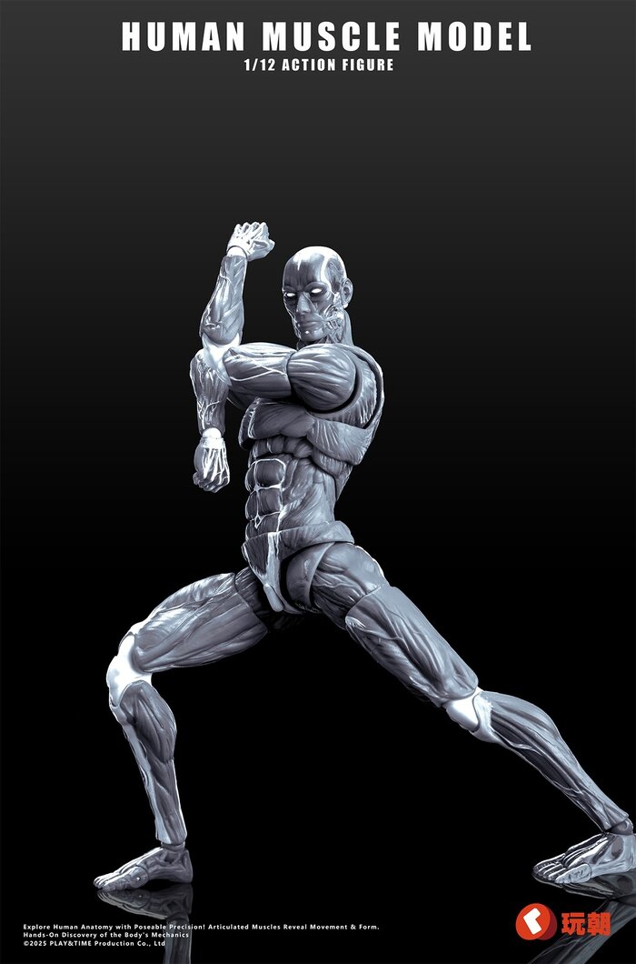 Human Muscle Model (Gray) 1/12 Scale Action Figure: Keepgoing Studio ...