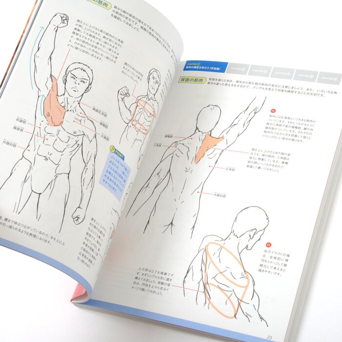 How to Draw Muscles: Basic Lesson - Tokyo Otaku Mode (TOM)