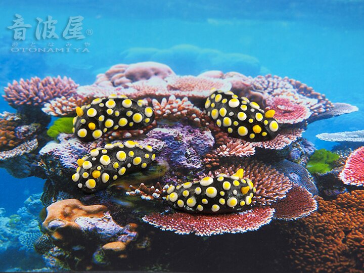 Sea Slug Keychains - Tokyo Otaku Mode (TOM)